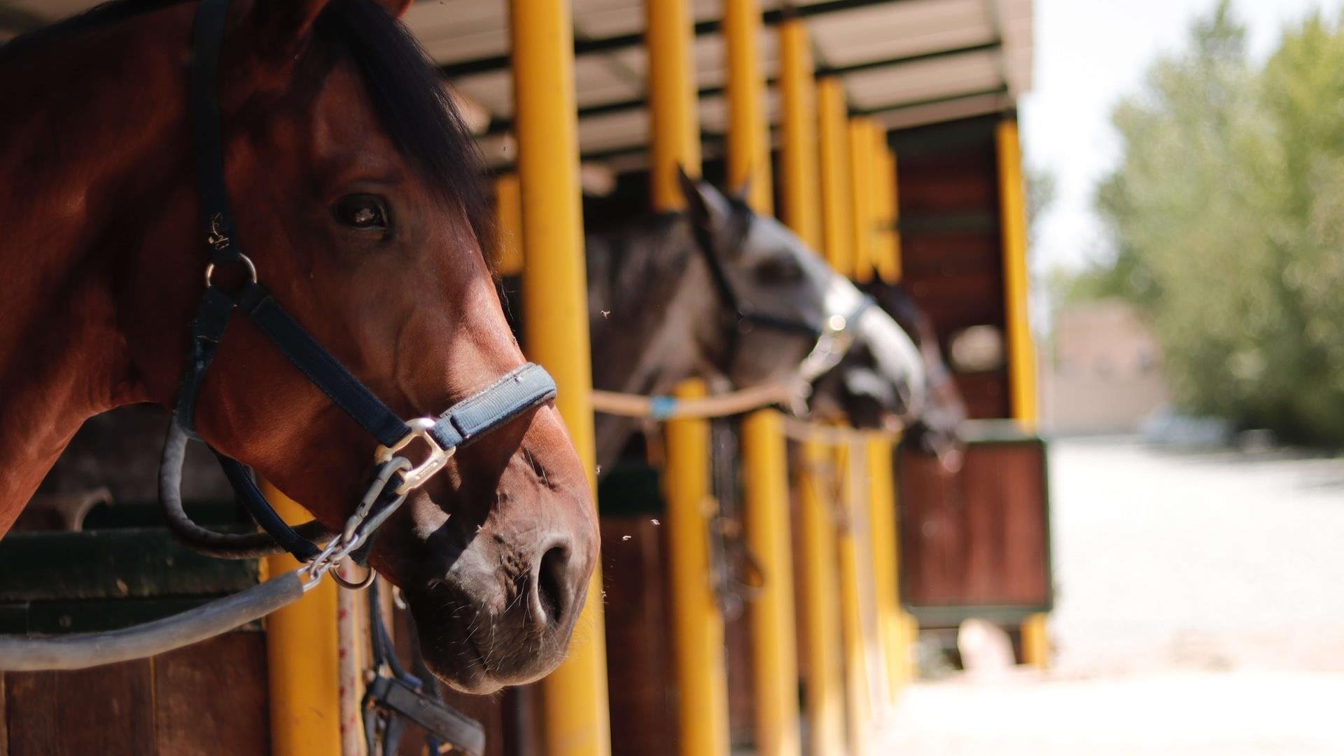 Bloodstock Insurance | Equine & Animal Claims | Clyde & Co : Clyde & Co
