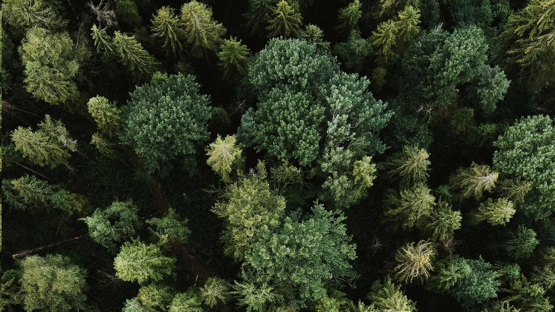 Davies v Bridgend County Borough Council – Japanese Knotweed Update 2024 : Clyde & Co